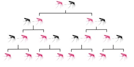 What are gene drives?