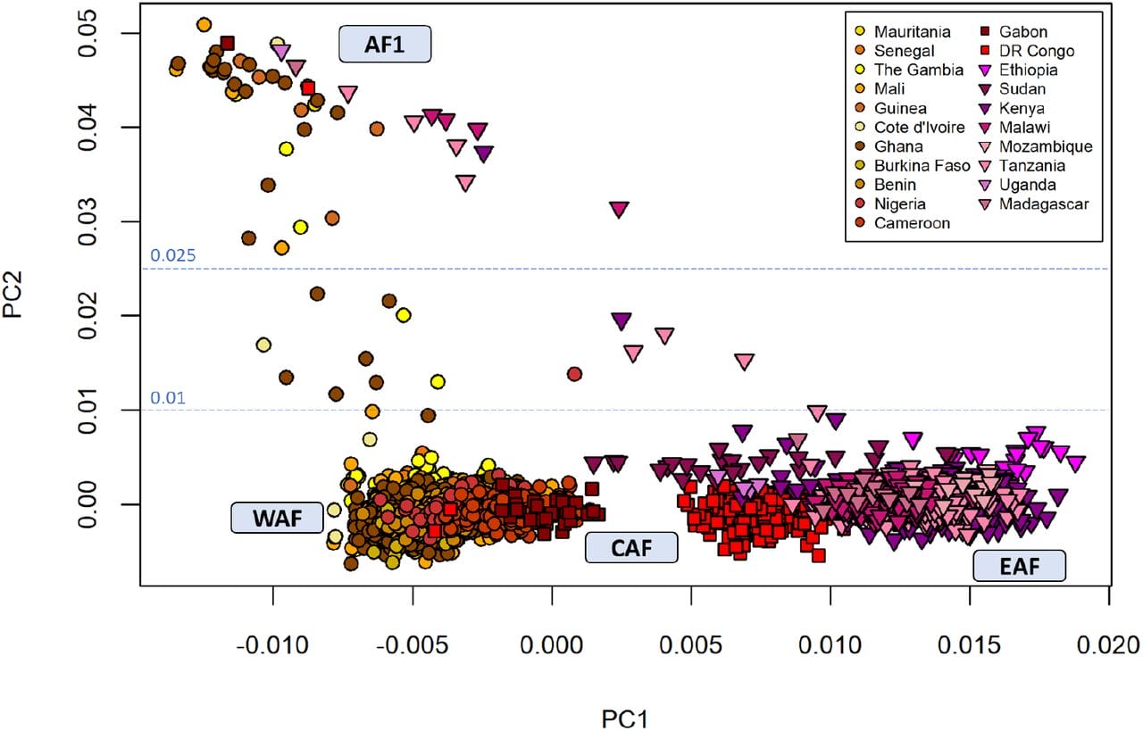 Hidden Group Of Malaria Parasites Discovered In Treasure Trove Of